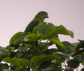 Prioniturus (Prioniturus) - Picture Bird