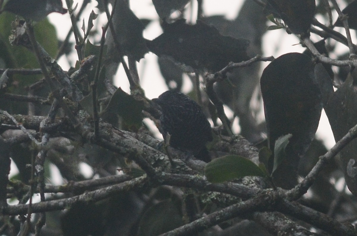 Batará vermiculado (Thamnophilus tenuepunctatus) - Picture Bird