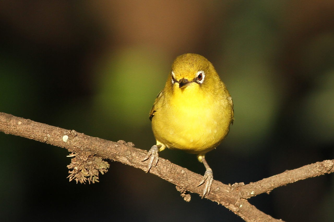 Zosterops (Zosterops) - Picture Bird