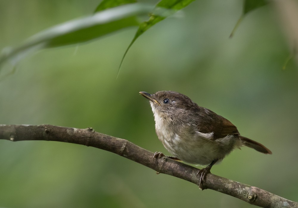 Fulveta de java (Alcippe pyrrhoptera) - Picture Bird