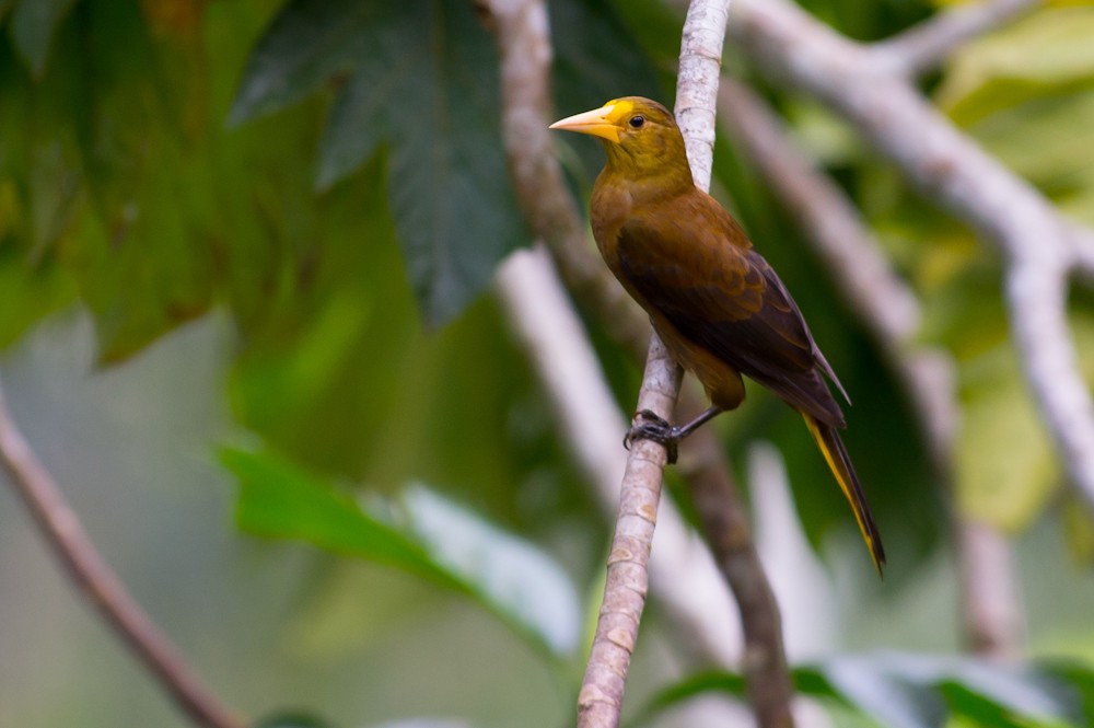 Oropéndolas (Psarocolius) - Picture Bird