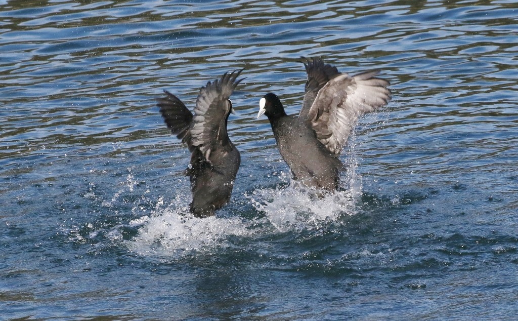 Eurasian coot (Fulica atra australis) - Picture Bird
