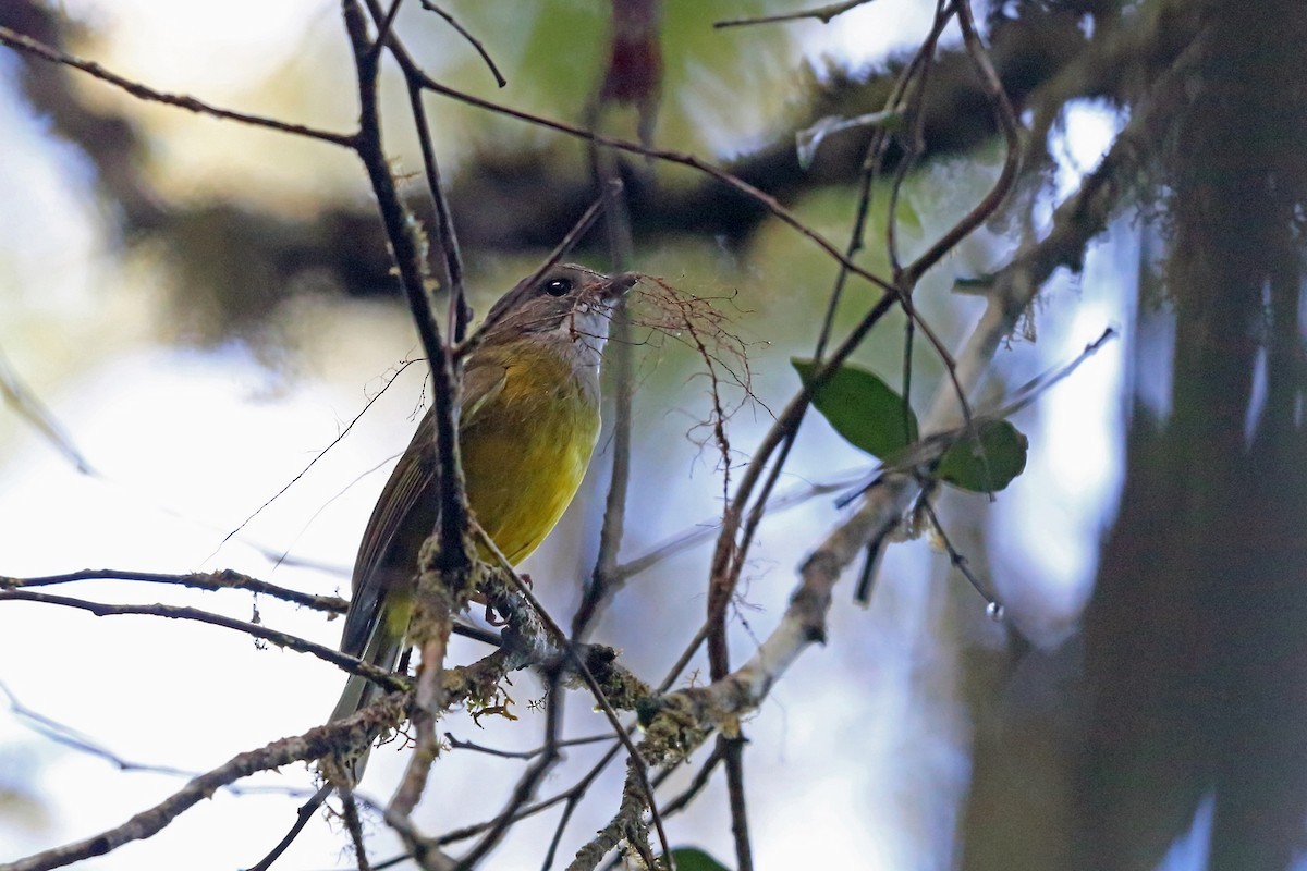 Silbador de vogelkop (Pachycephala meyeri) - Picture Bird
