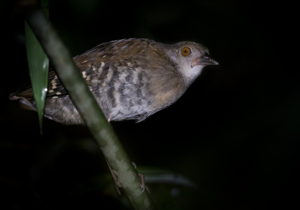 Malaienralle (Rallina fasciata) - Picture Bird