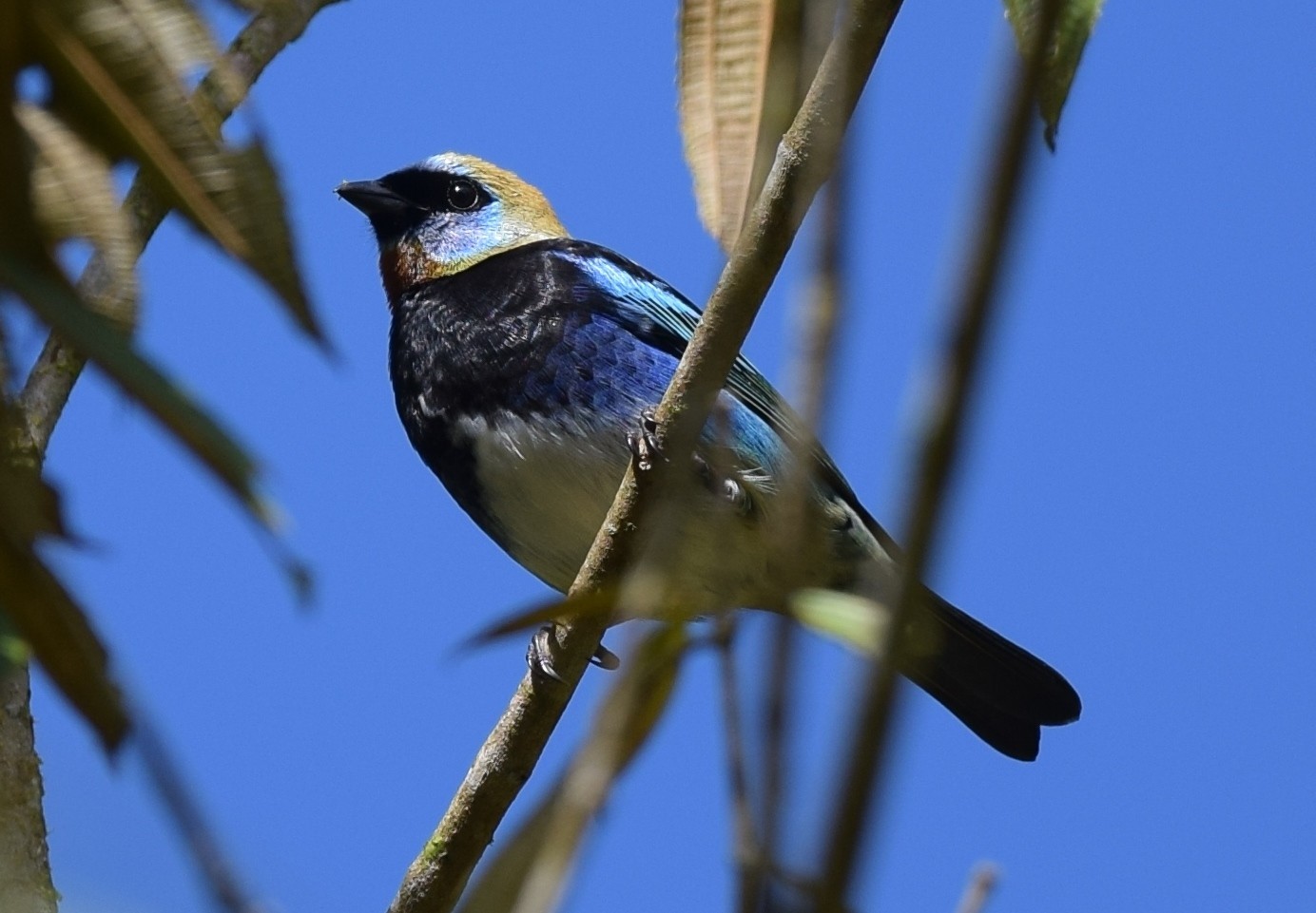 Tangaras (Tangara) - Picture Bird