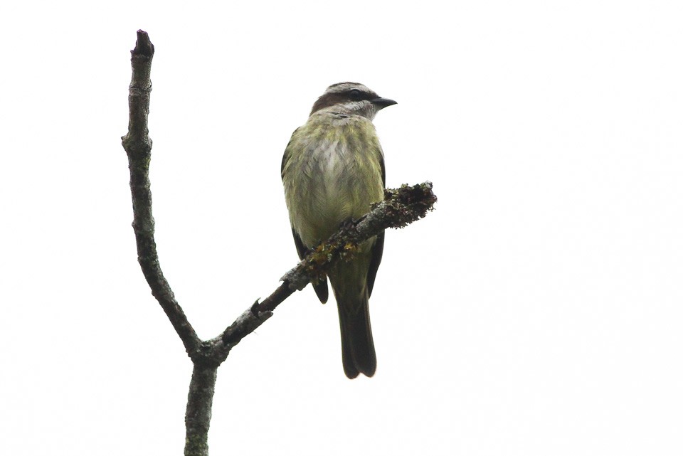 Mosquero pirata (Legatus leucophaius) - Picture Bird