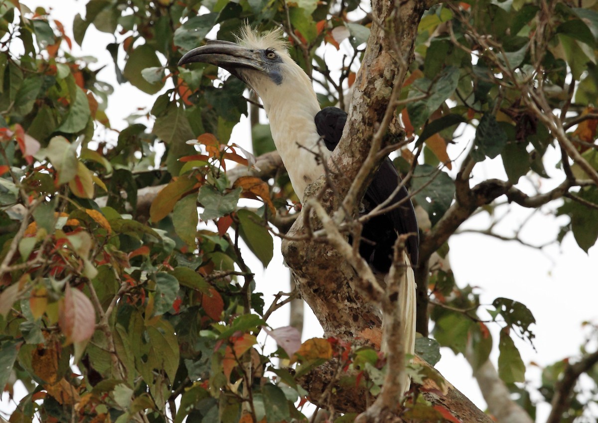 Cálao cabeciblanco (Berenicornis comatus) - Picture Bird