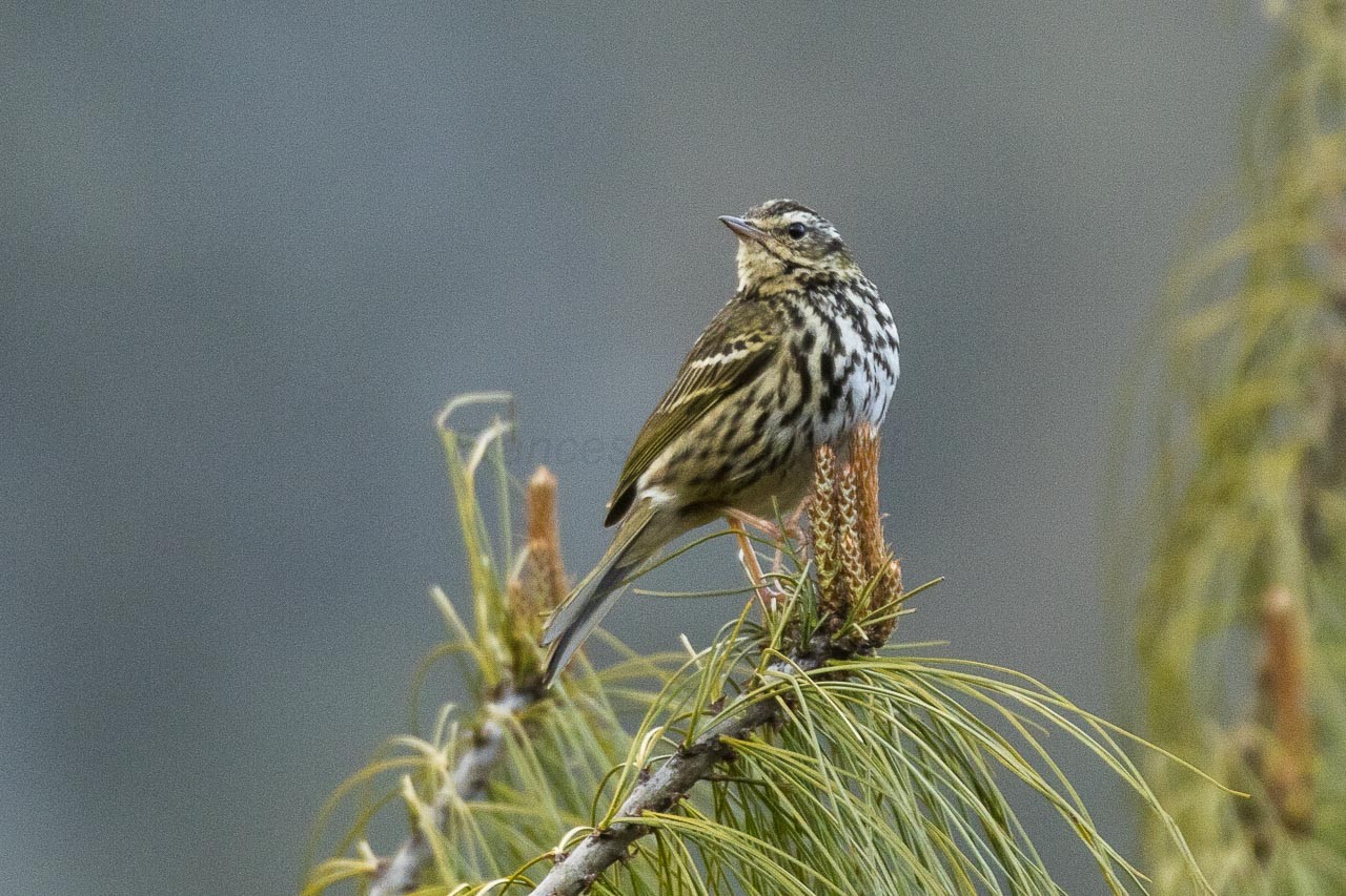 タヒバリ属 (Anthus) - Picture Bird