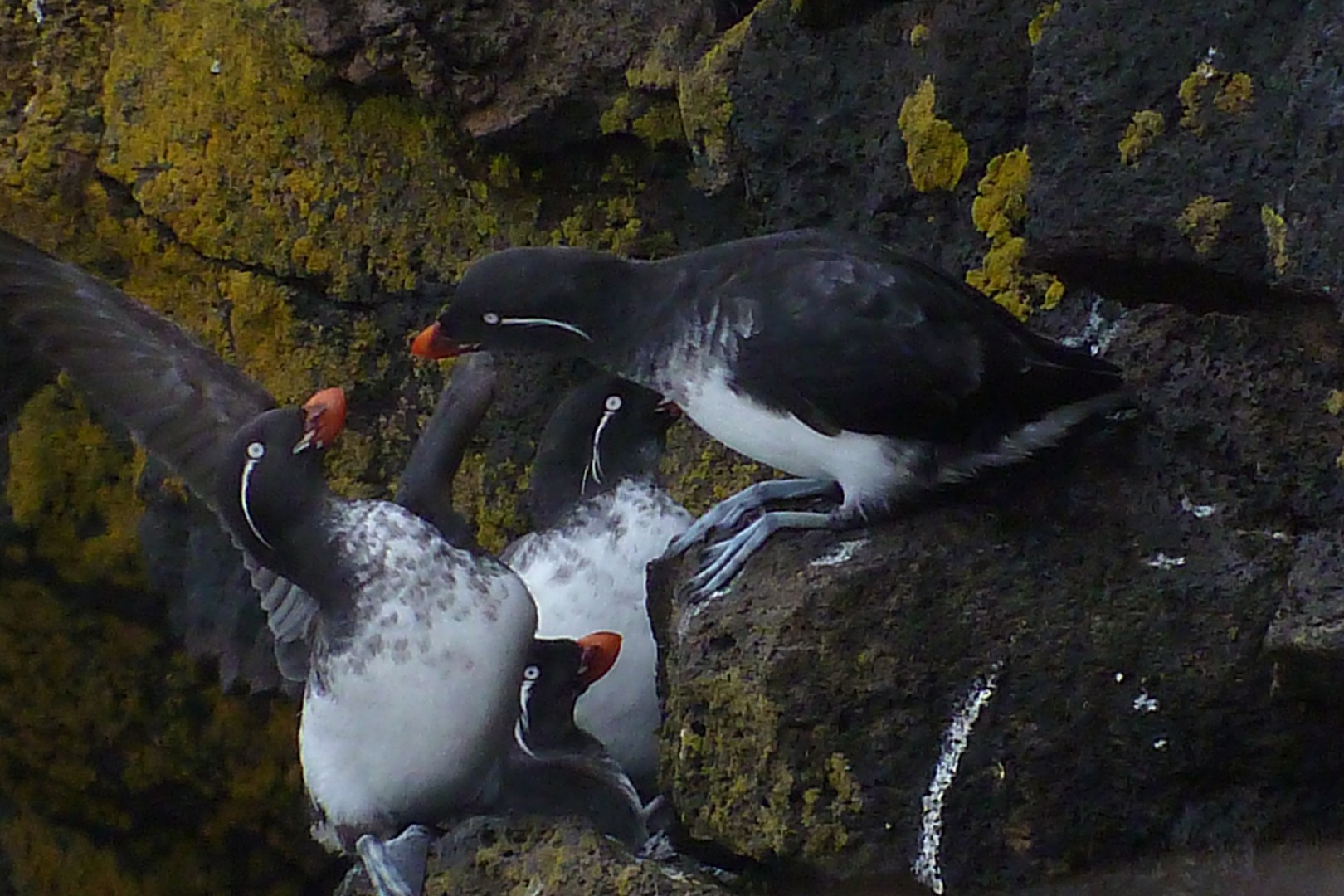 Aethia (Aethia) - Picture Bird