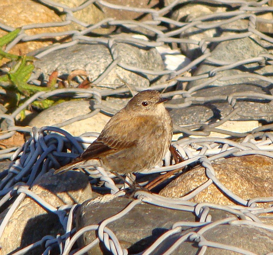 Lessonia (Lessonia) - Picture Bird