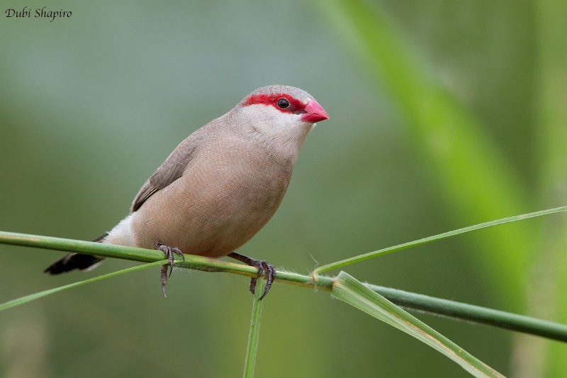 Grauastrild (Estrilda troglodytes) - Picture Bird