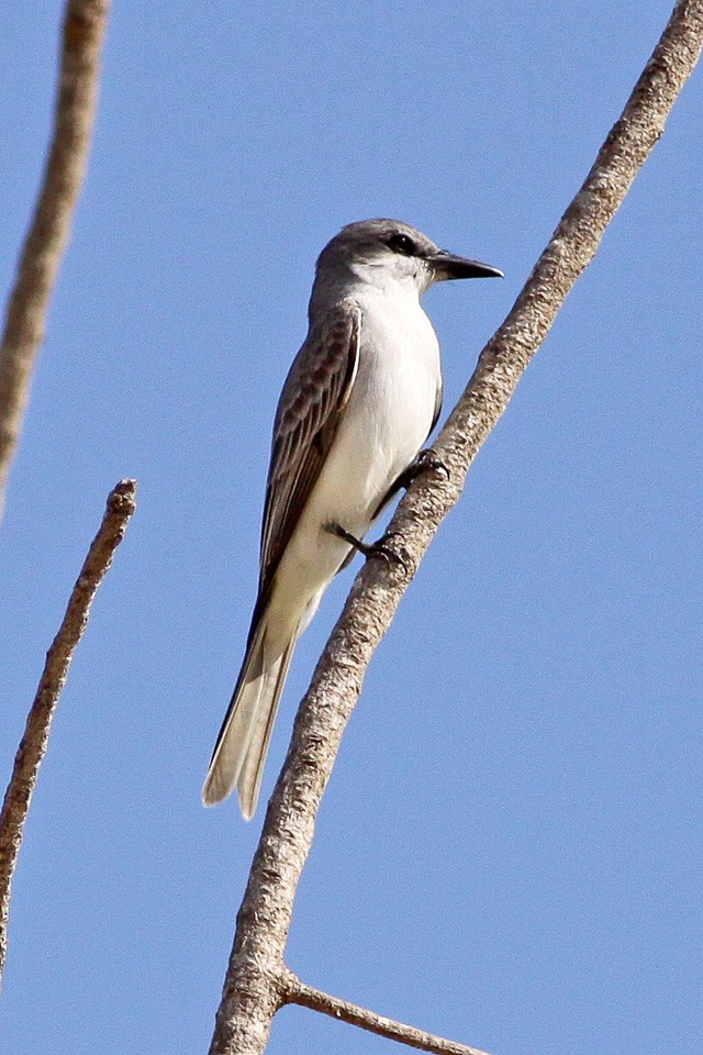 Tirano dominicano (Tyrannus dominicensis) - Picture Bird