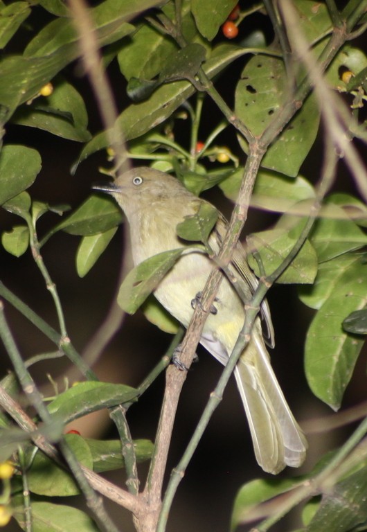 Andropadus (Andropadus) - Picture Bird