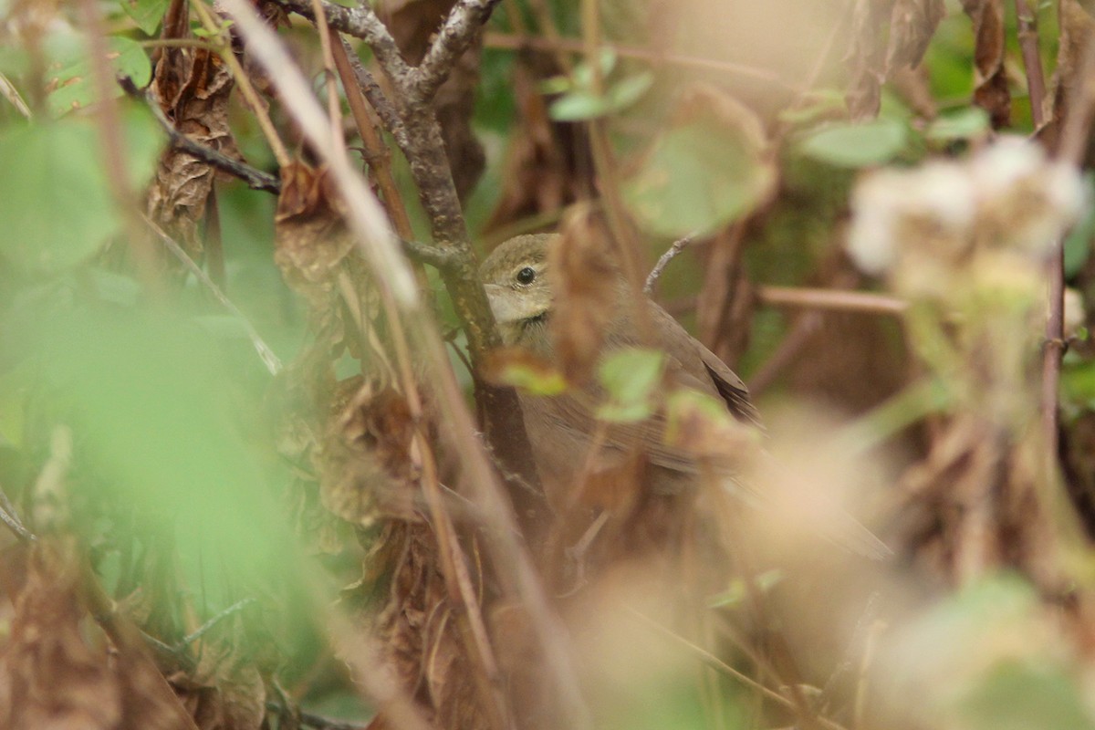 Zarzalero de taczanowski (Locustella tacsanowskia) - Picture Bird