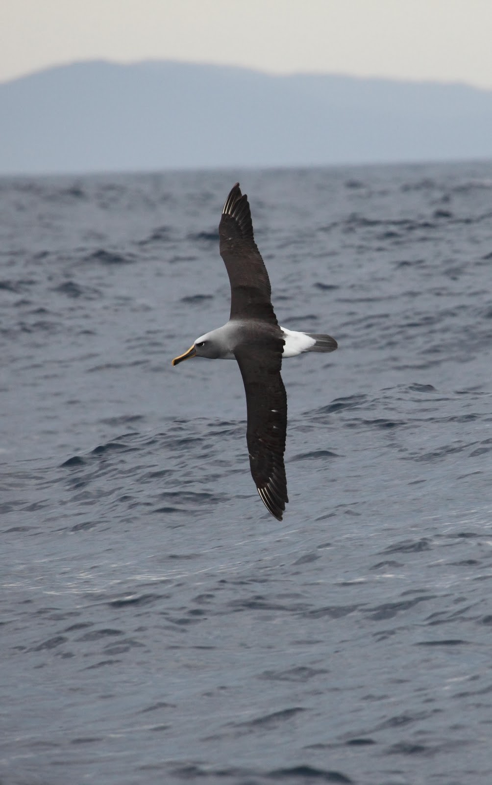 Albatros de buller (Thalassarche bulleri) - Picture Bird