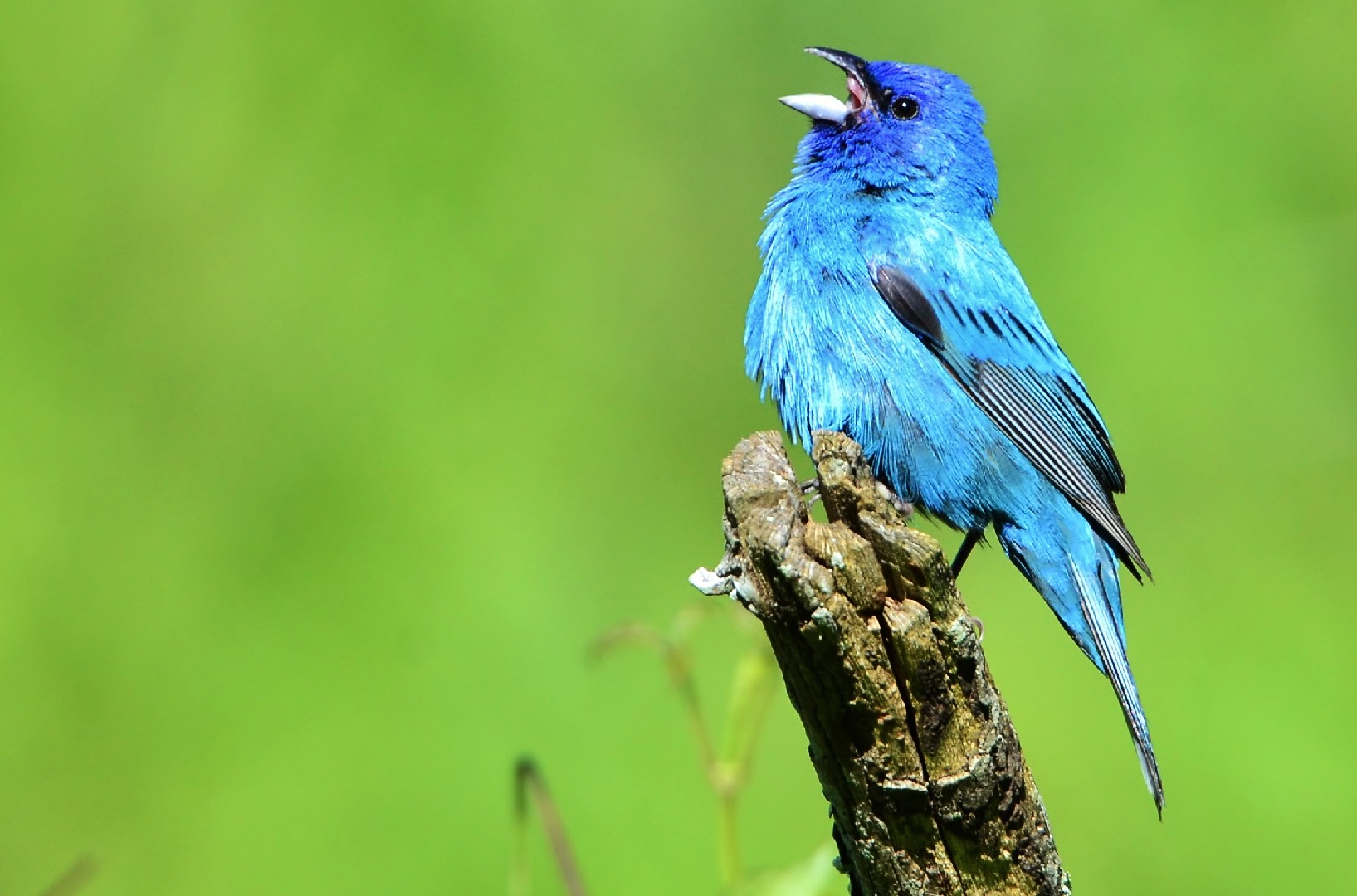 Индиговый овсянковый кардинал (Passerina cyanea) - Picture Bird