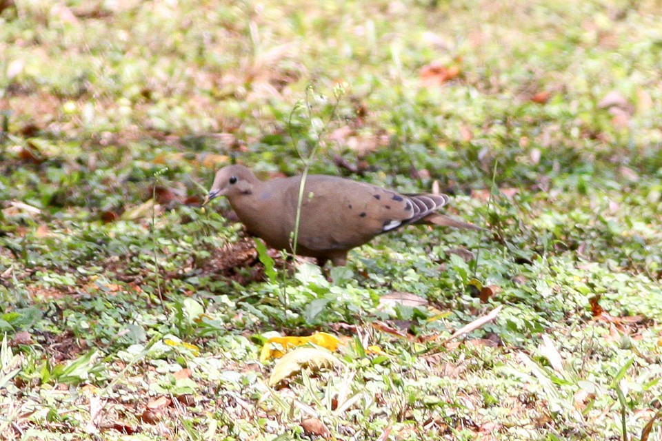 Zenaida caribeña (Zenaida aurita) - Picture Bird