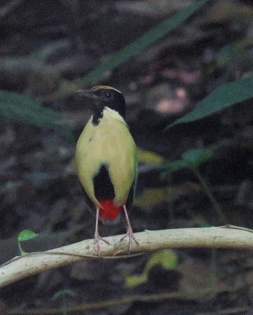 Pita elegante (Pitta elegans) - Picture Bird