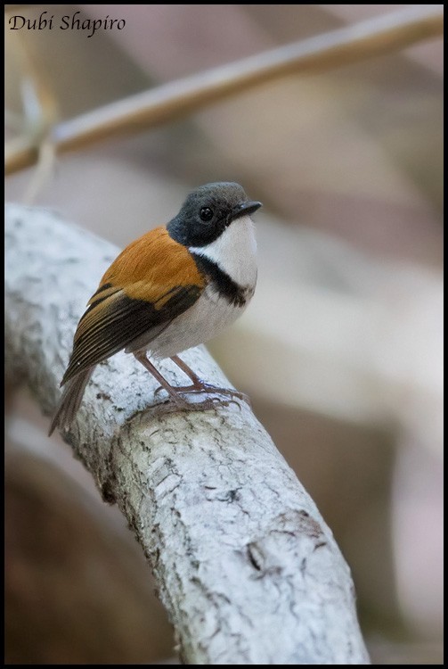 Papamoscas de timor (Ficedula timorensis) - Picture Bird