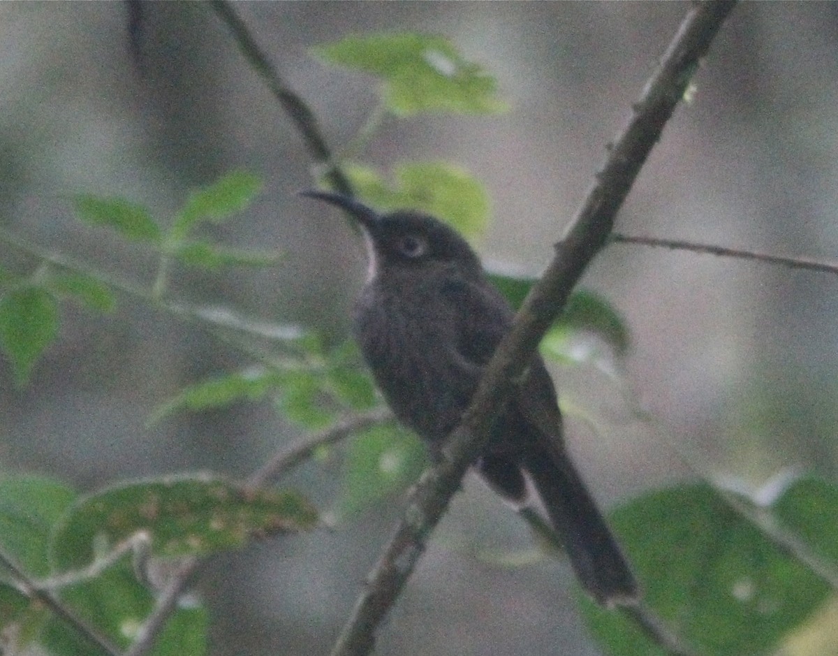 Picture Bird - (Myza celebensis) Myza celebensis