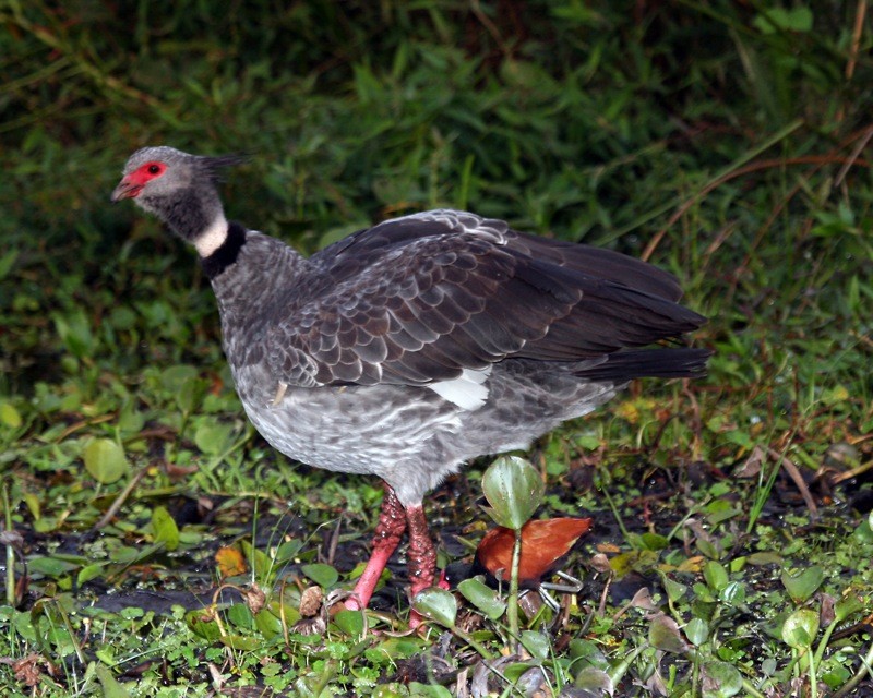 Chauna (Chauna) - Picture Bird