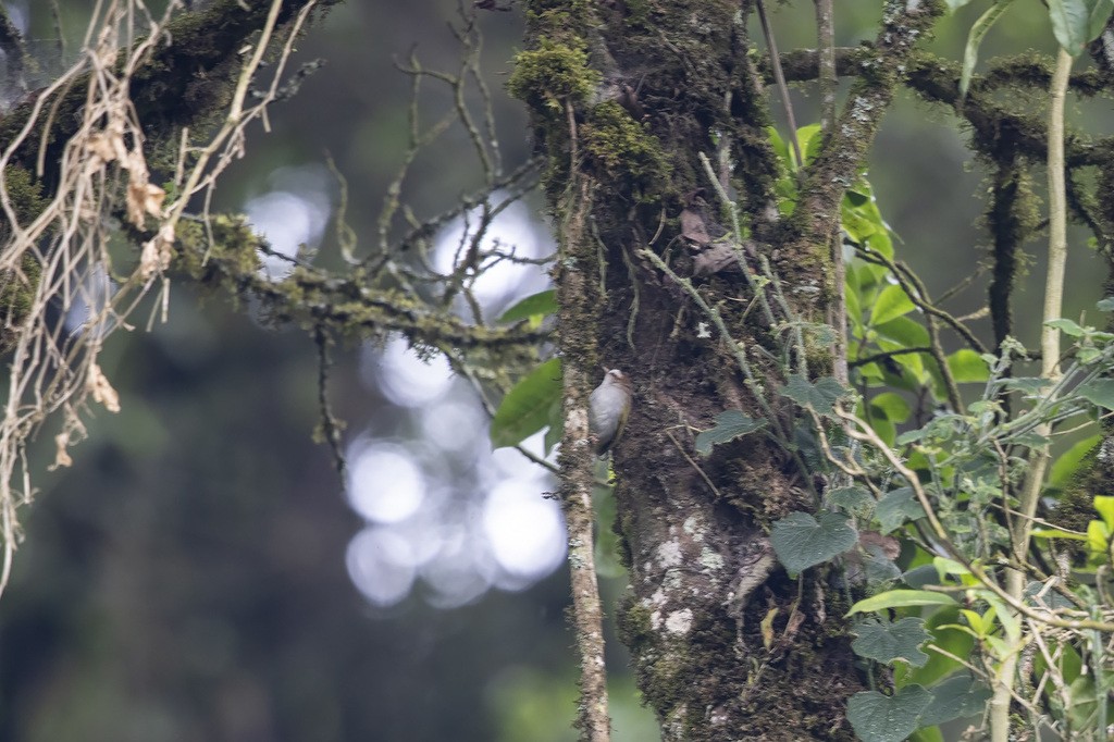 Crombec cejiblanco (Sylvietta leucophrys) - Picture Bird