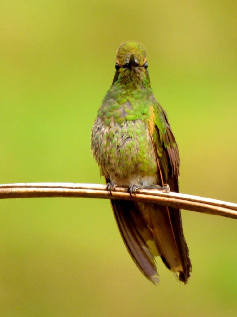 Colibrí colihabano (Boissonneaua flavescens) - Picture Bird