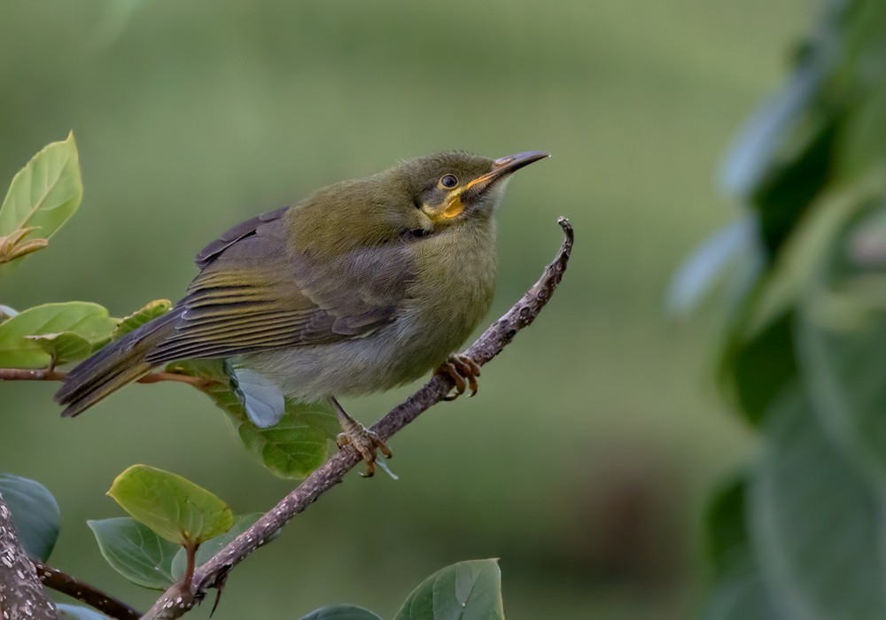 papa-mel-carunculado-polinésio (Foulehaio carunculatus) - Picture Bird