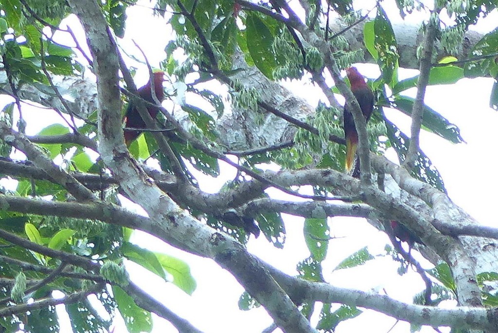 Charmosyna (Charmosyna) - Picture Bird