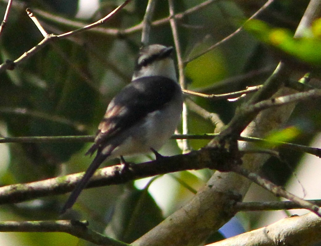 Minivet de swinhoe (Pericrocotus cantonensis) - Picture Bird