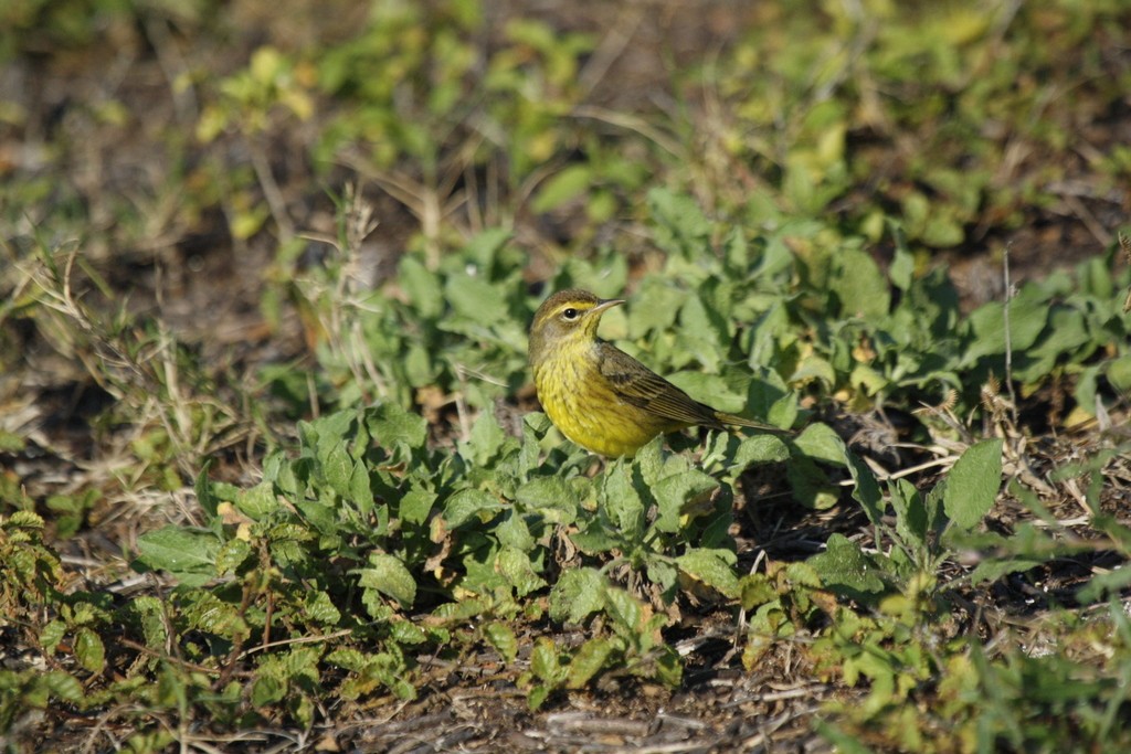Reinitas (Setophaga) - Picture Bird