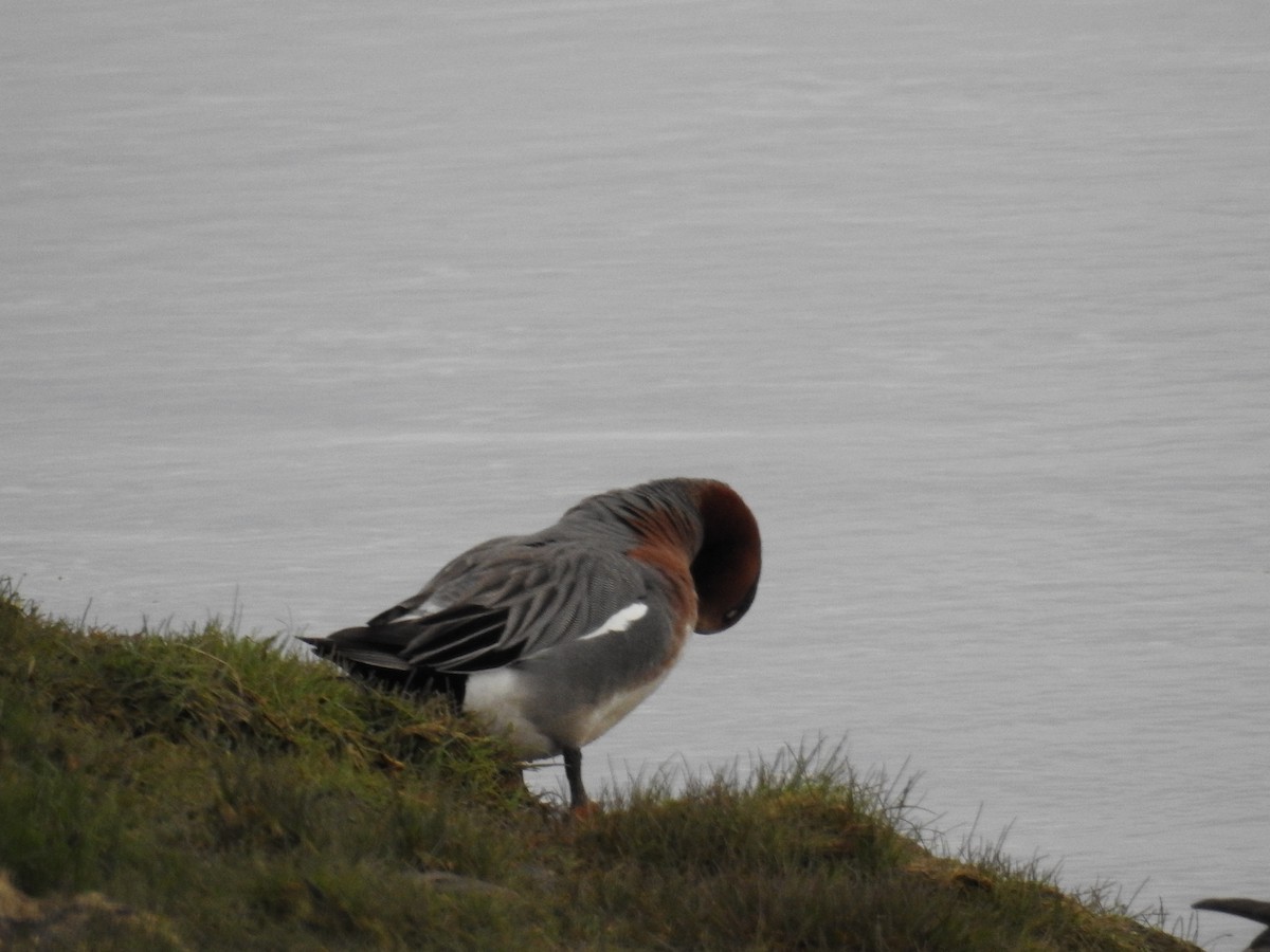 Eigentliche enten (Anas) - Picture Bird