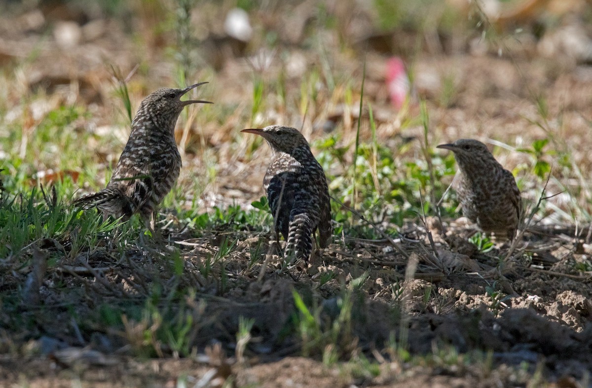 Matracas (Campylorhynchus) - Picture Bird