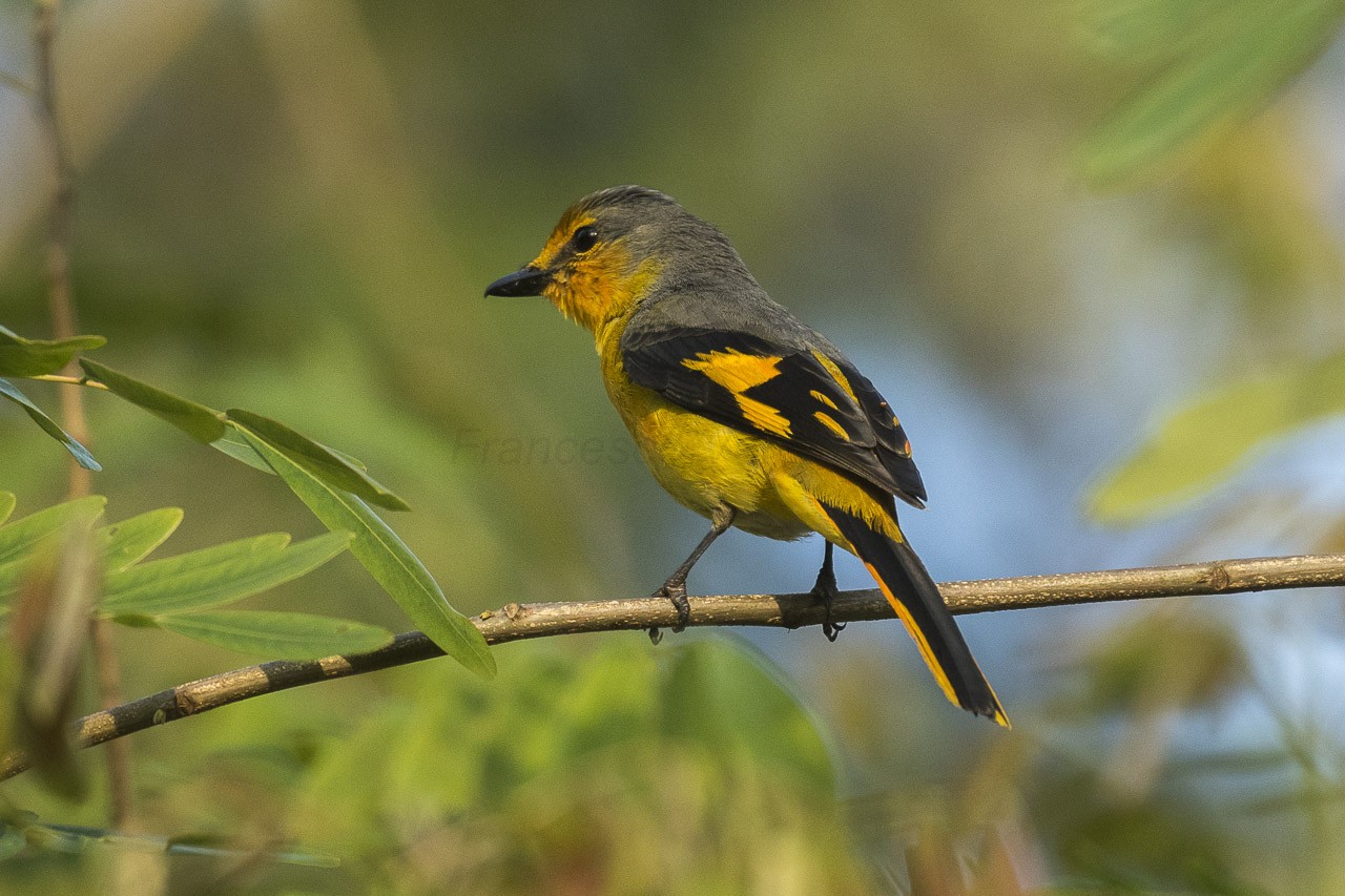 Minivet (Pericrocotus) - Picture Bird