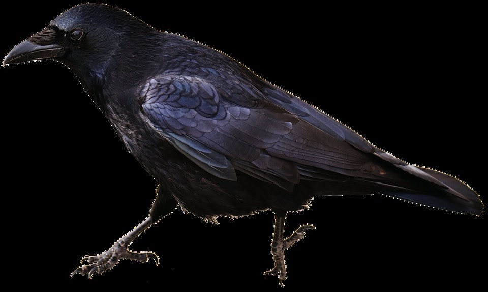 Cuervo pescador (Corvus ossifragus) - Picture Bird