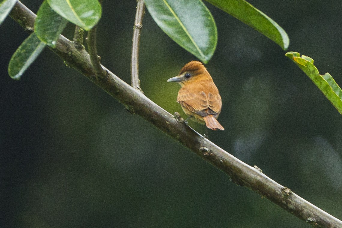 Anambé canelo (Pachyramphus cinnamomeus) - Picture Bird