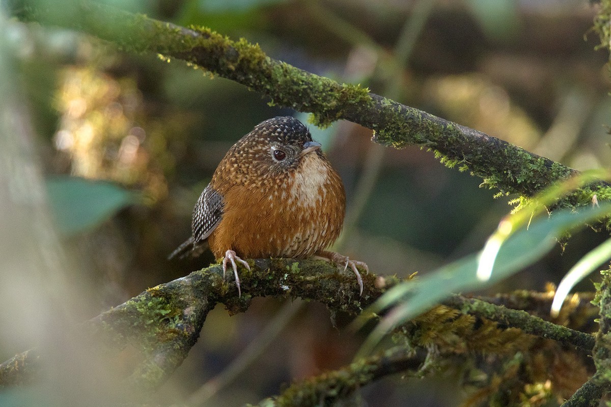 Ratina alibarrada (Spelaeornis troglodytoides) - Picture Bird