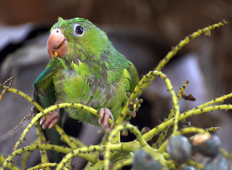 Catita tirica (Brotogeris tirica) - Picture Bird