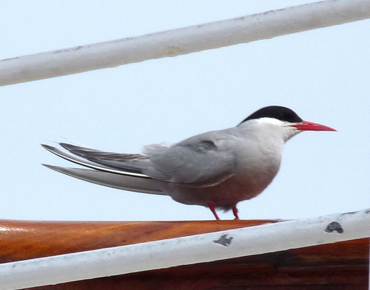 Charrán antártico (Sterna vittata) - Picture Bird