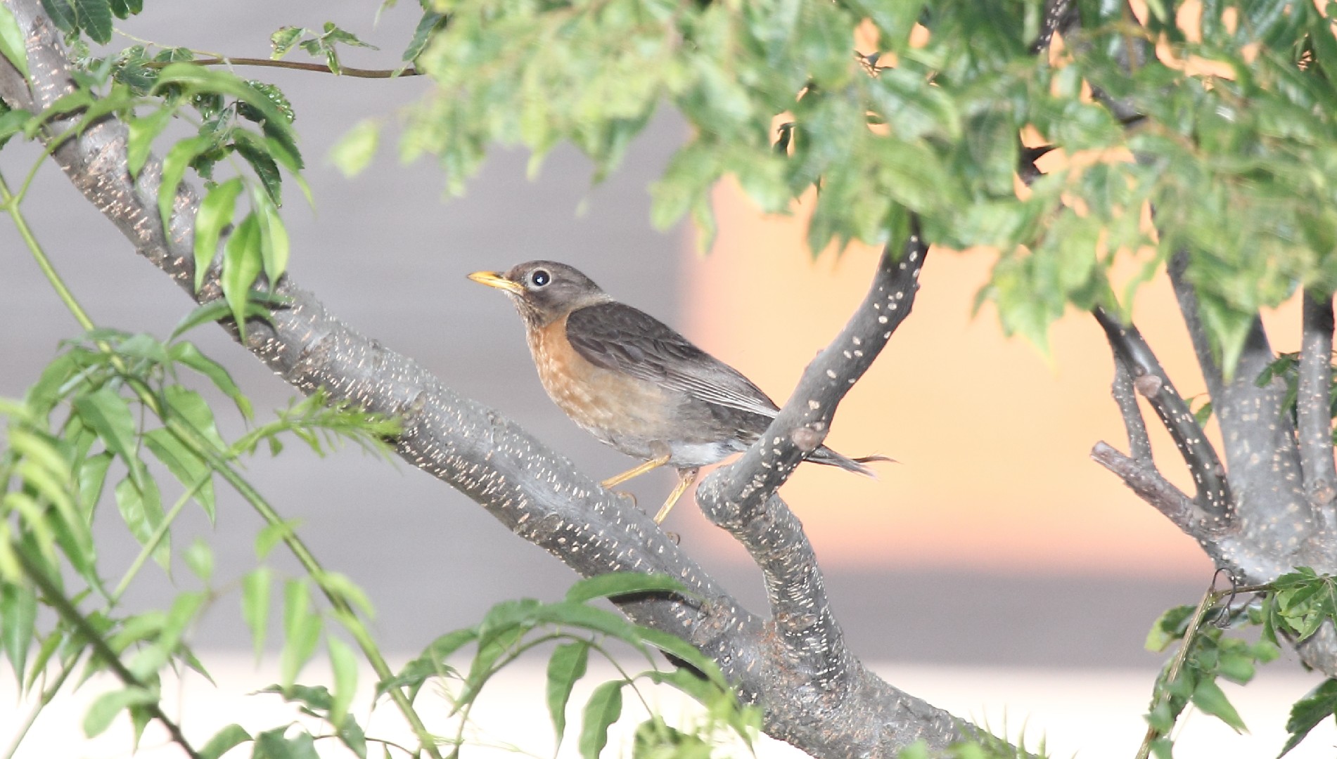 Echte drosseln (Turdus) - Picture Bird
