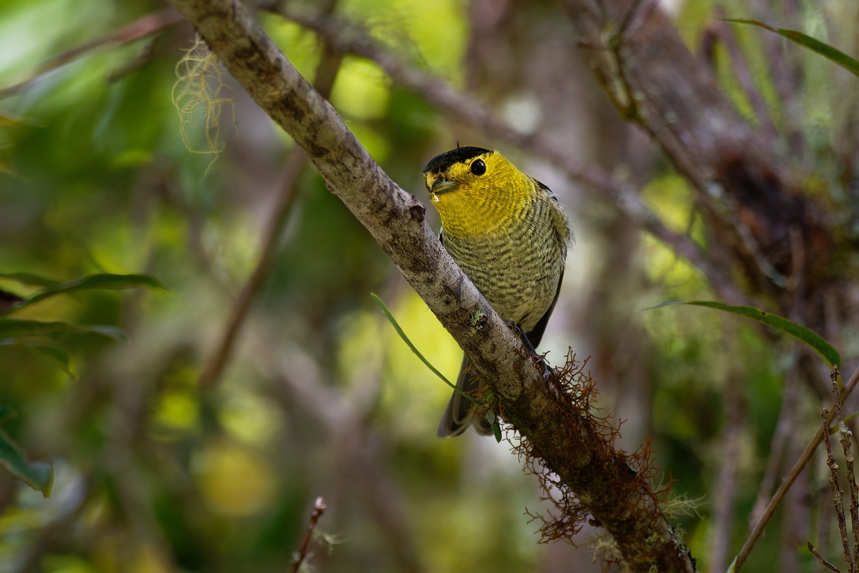 Barred becard (Pachyramphus versicolor) - Picture Bird