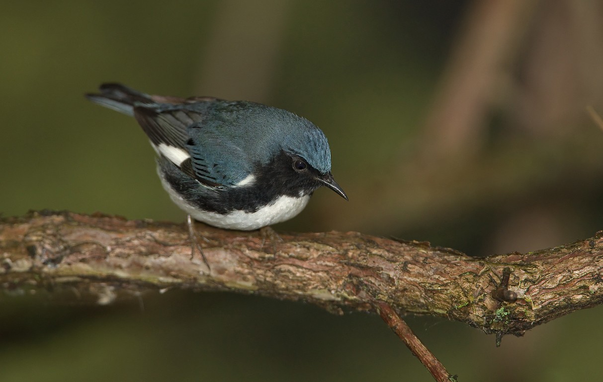 Reinitas (Setophaga) - Picture Bird