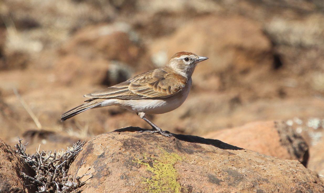 Calandrella (Calandrella) - Picture Bird