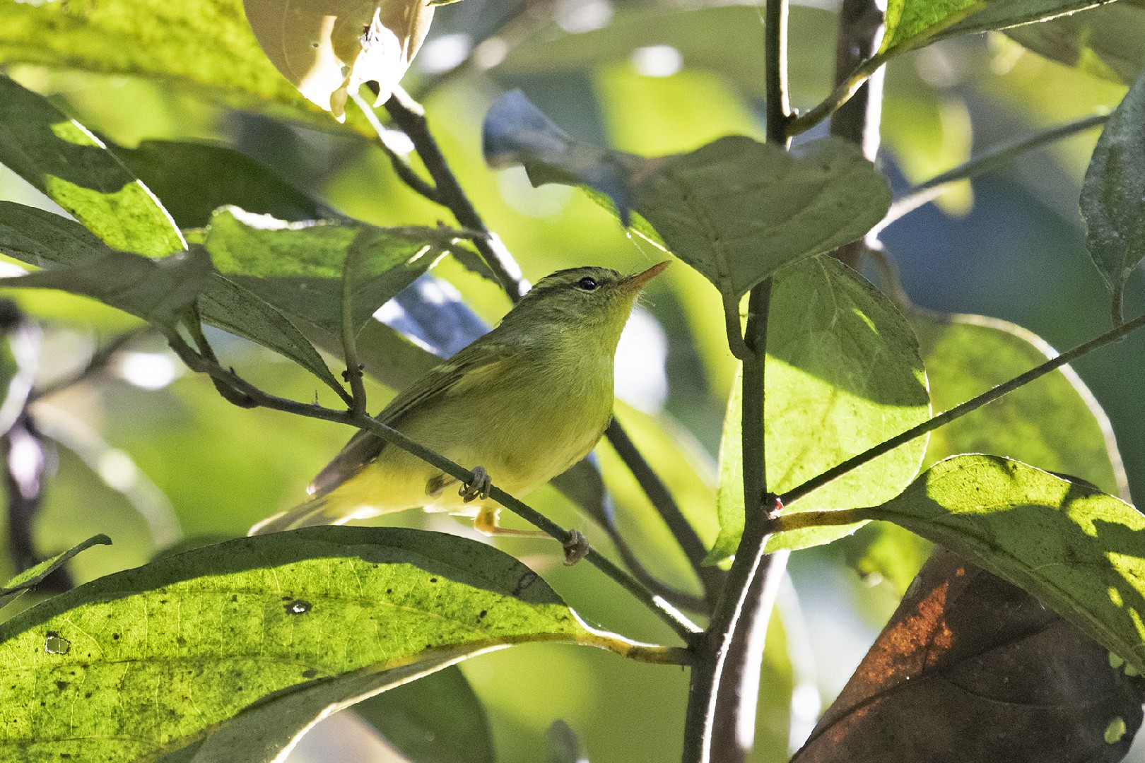 黑眉柳鶯 (Phylloscopus ricketti) - Picture Bird