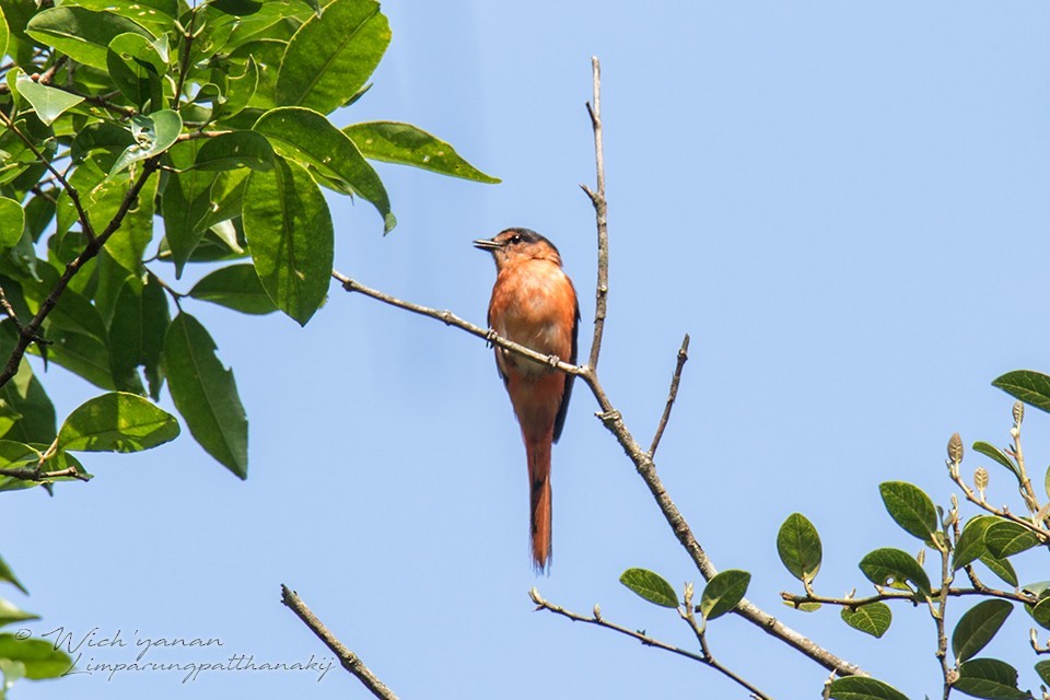 Minivet de la sonda (Pericrocotus miniatus) - Picture Bird