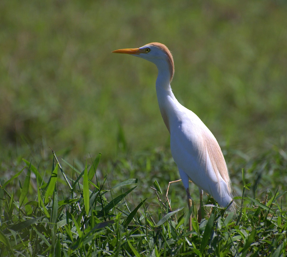 Garza bueyera (Bubulcus ibis) - Picture Bird