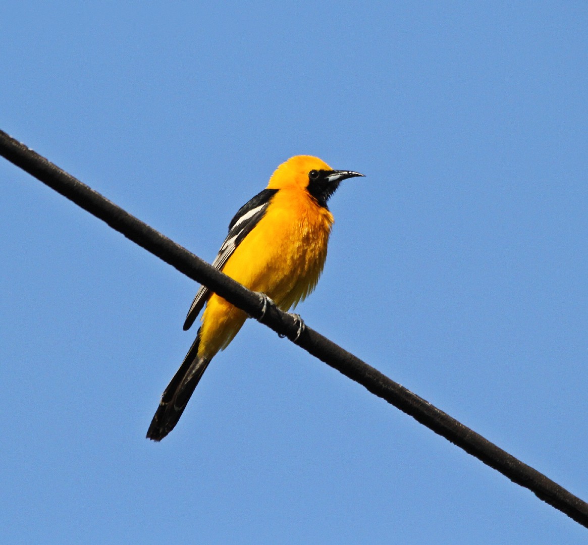 Turpial enmascarado (Icterus cucullatus) - Picture Bird