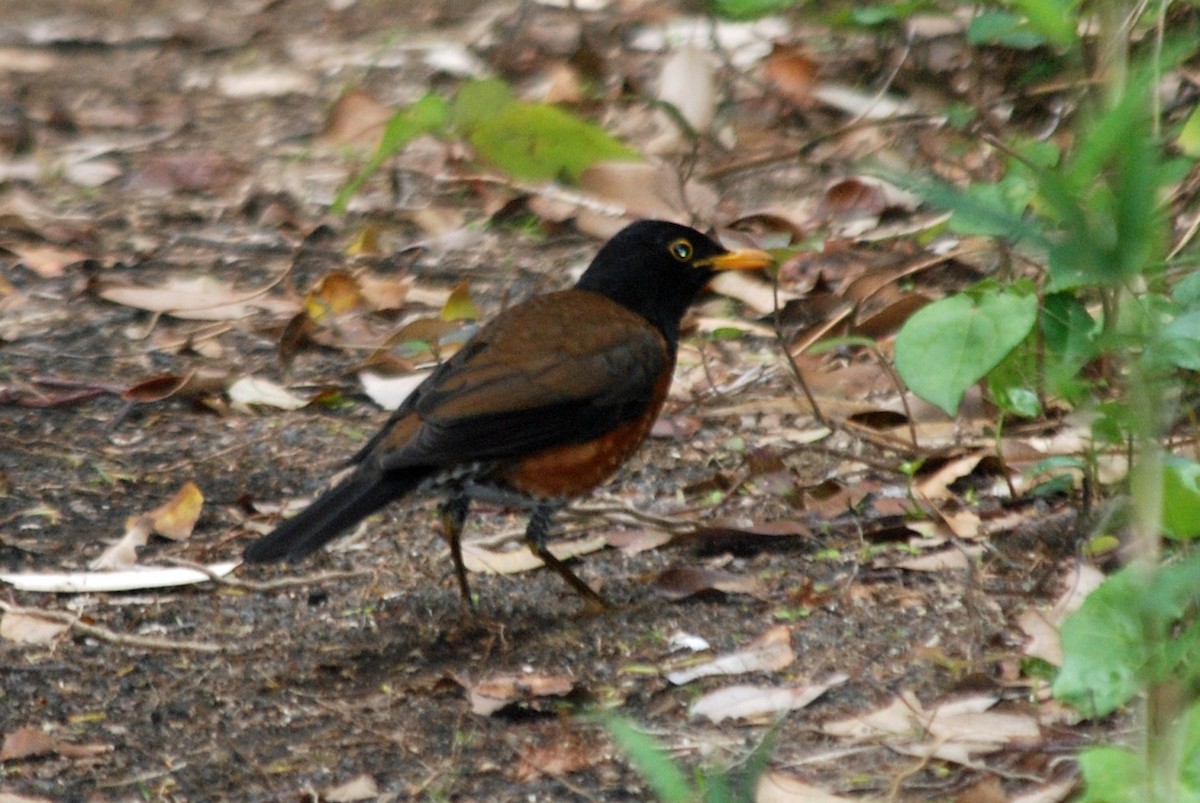 Izudrossel (Turdus celaenops) - Picture Bird