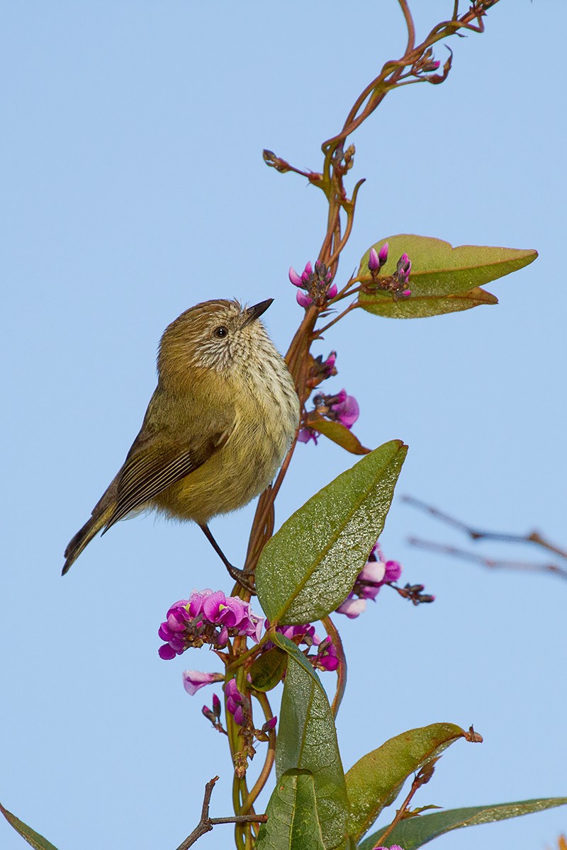 Acantiza estriada (Acanthiza lineata) - Picture Bird