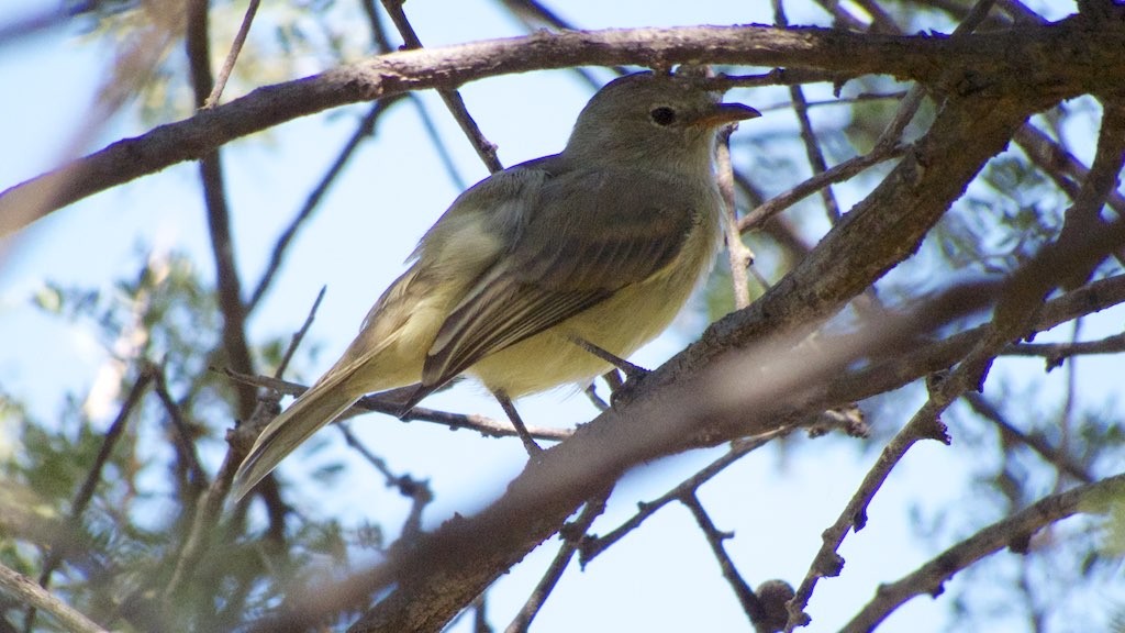 Mosquerito imberbe (Camptostoma imberbe) - Picture Bird